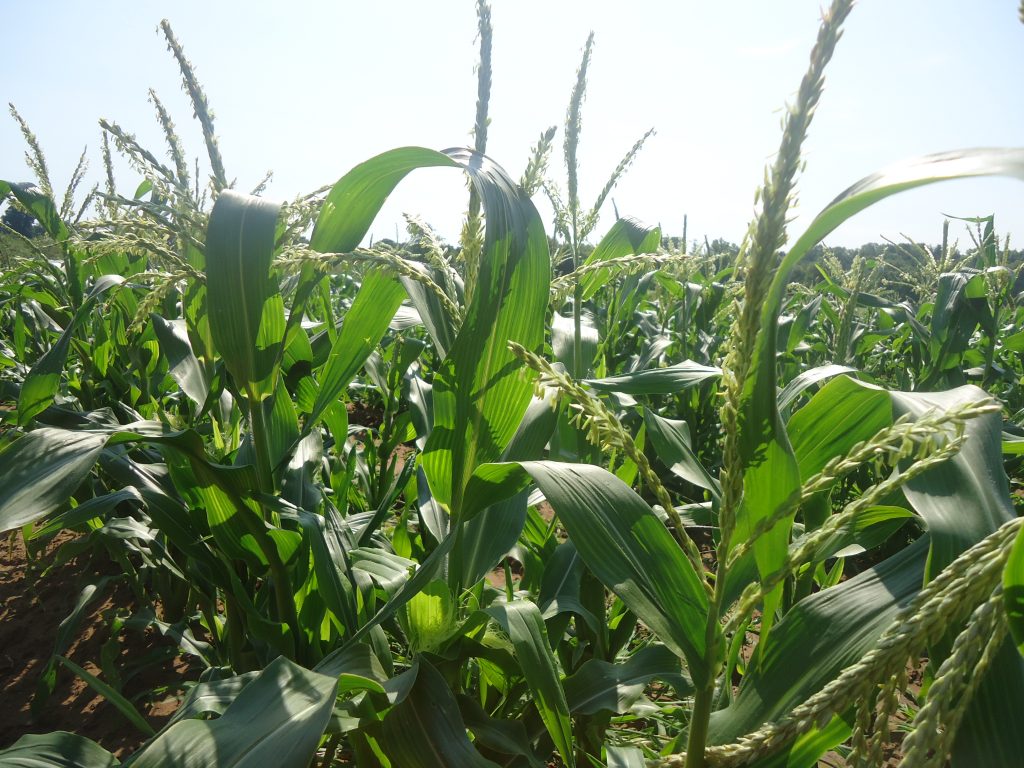 Small Town Sweet Corn! - Price Chopper - Market 32