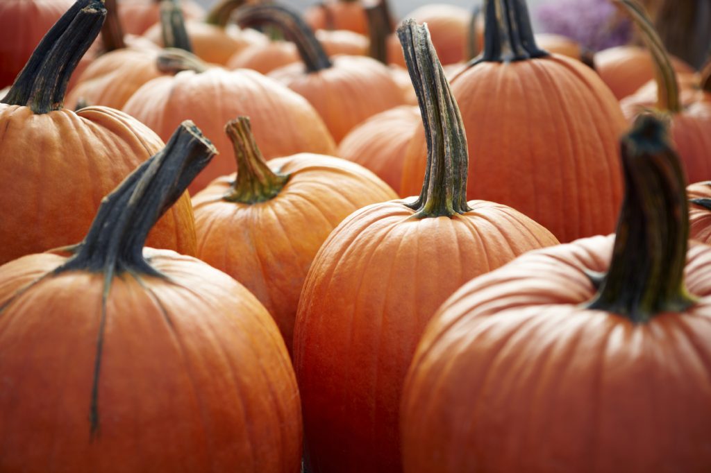Hi, I'll have the Pumpkin... - Price Chopper - Market 32
