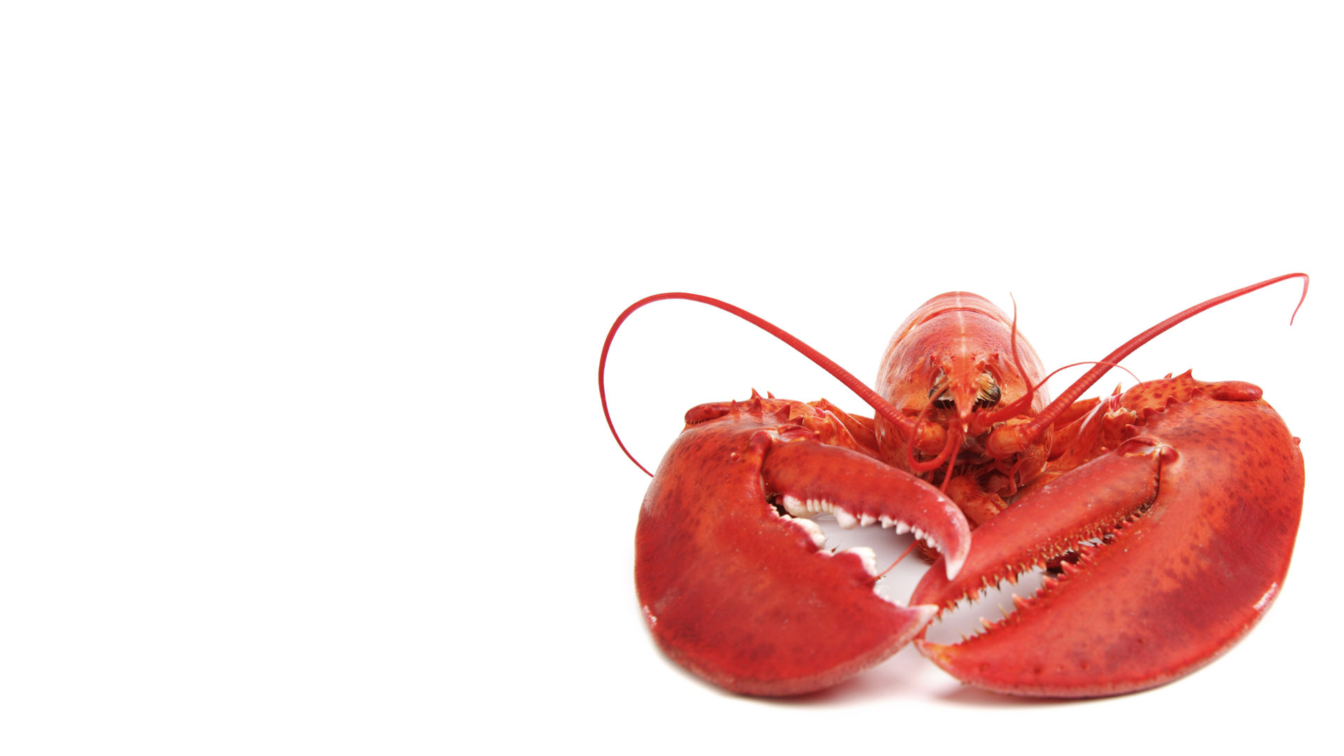 How an Underwater Momma-to-be was Rescued - Price Chopper - Market 32