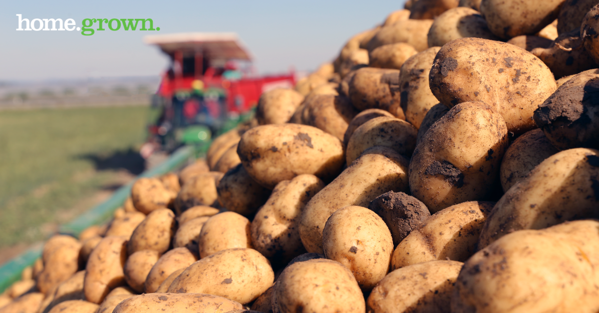 Potatoes: We Love You - Price Chopper - Market 32