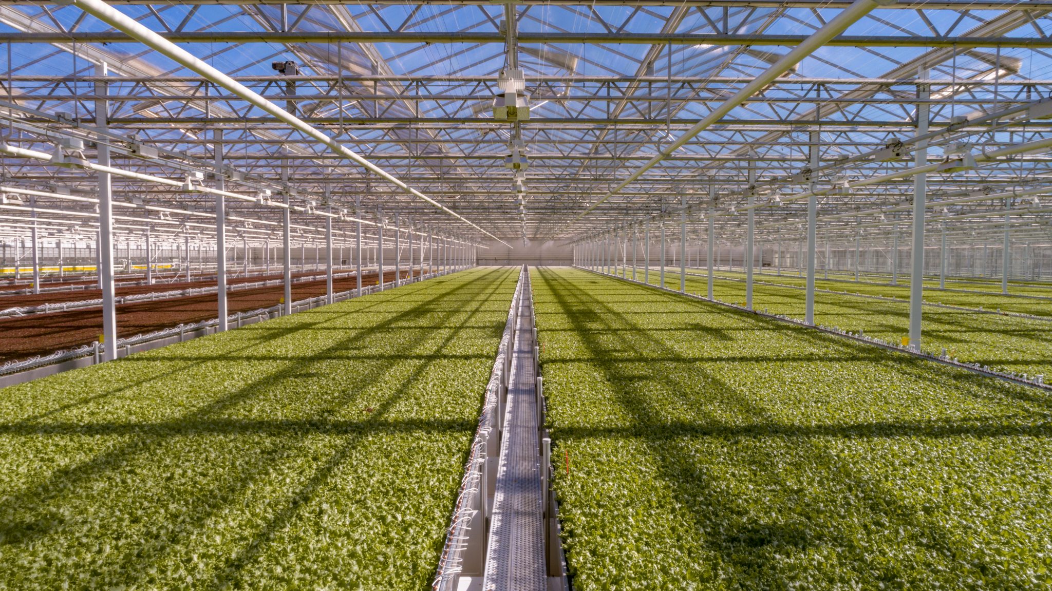3 Reasons You'll Love Little Leaf Farms Lettuce - Price Chopper - Market 32