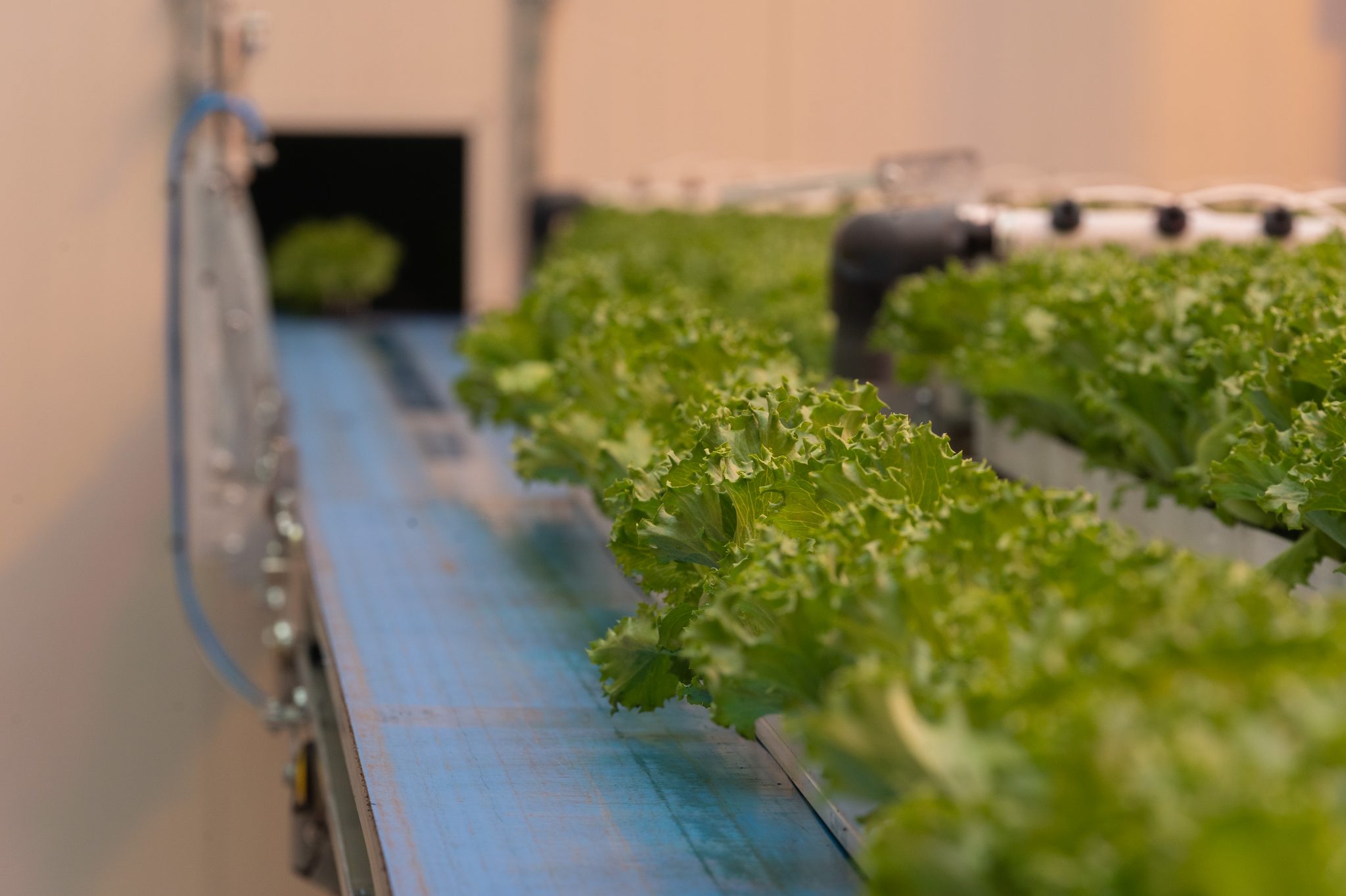 3 Reasons You'll Love Little Leaf Farms Lettuce - Price Chopper - Market 32