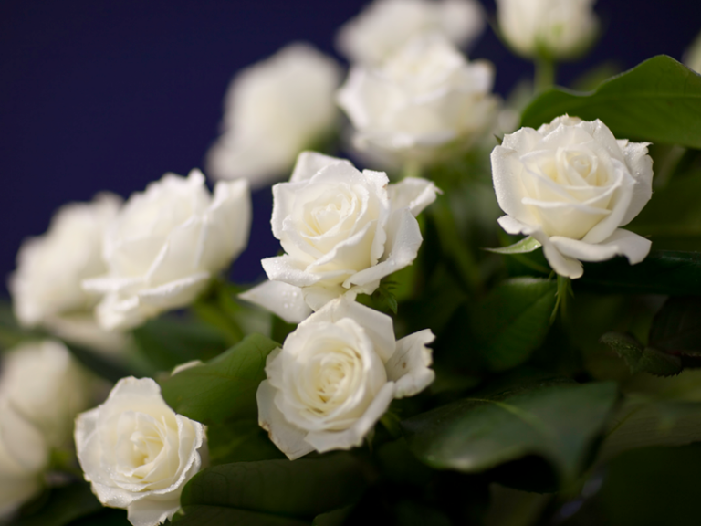 Flower Delivery & Florist Shops Near You | Price Chopper