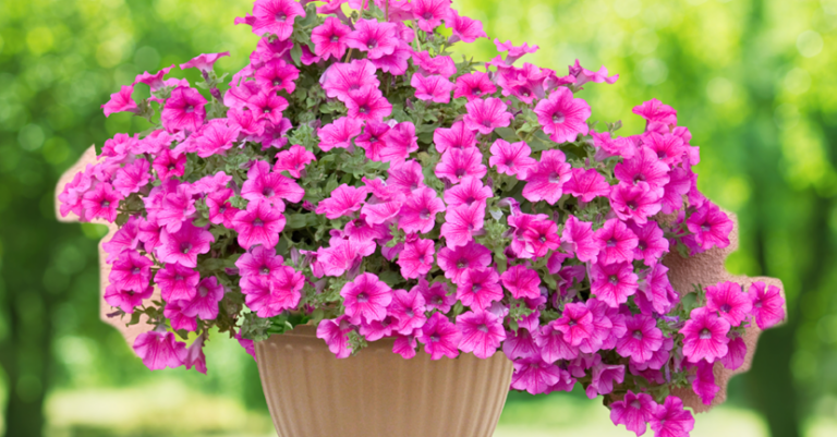 Potted Plants for Beginners! - Price Chopper - Market 32