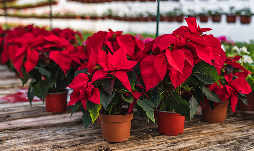 Happy National Poinsettia Day! - Price Chopper - Market 32