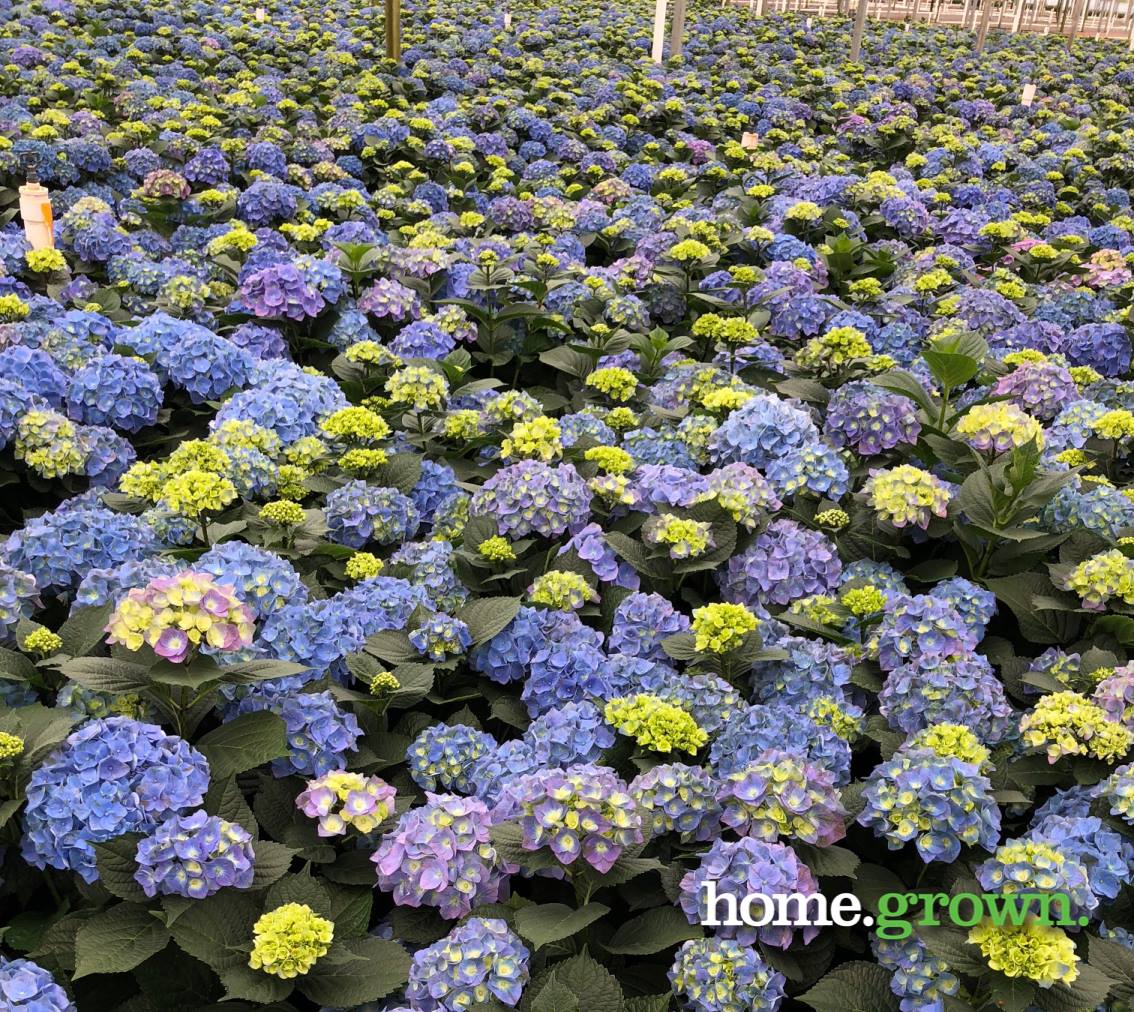 Spring Has Sprung with home.grown. Floral - Price Chopper - Market 32