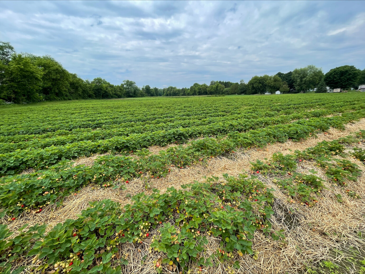 home.grown. Farm Feature: Paul Mazza's Fresh Produce - Price Chopper - Market 32