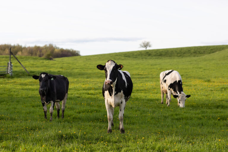 Milk's Journey from Cow to Cup - Price Chopper - Market 32